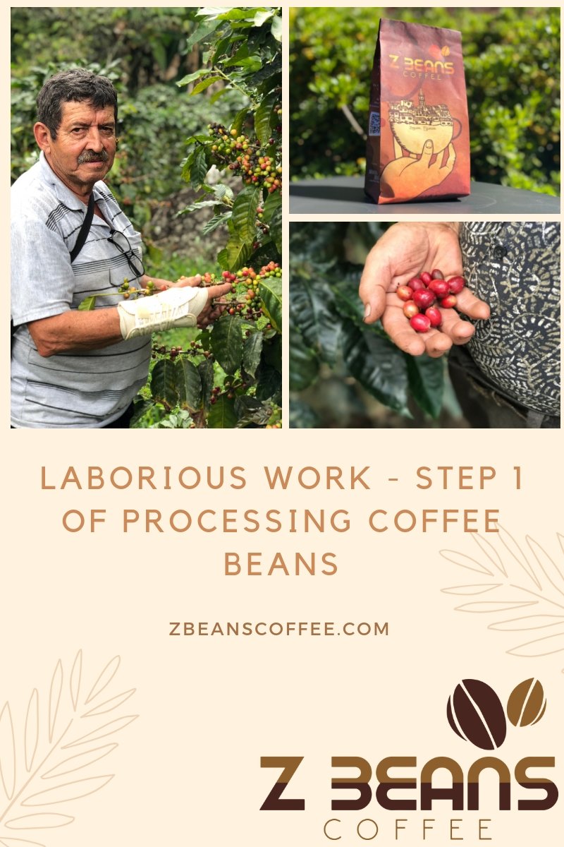 Laborious Work - Step 1 of Processing Coffee Beans – Z Beans Coffee
