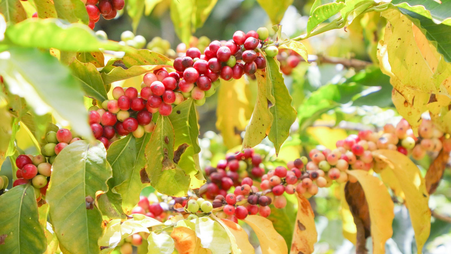 About Us | Z Beans Coffee