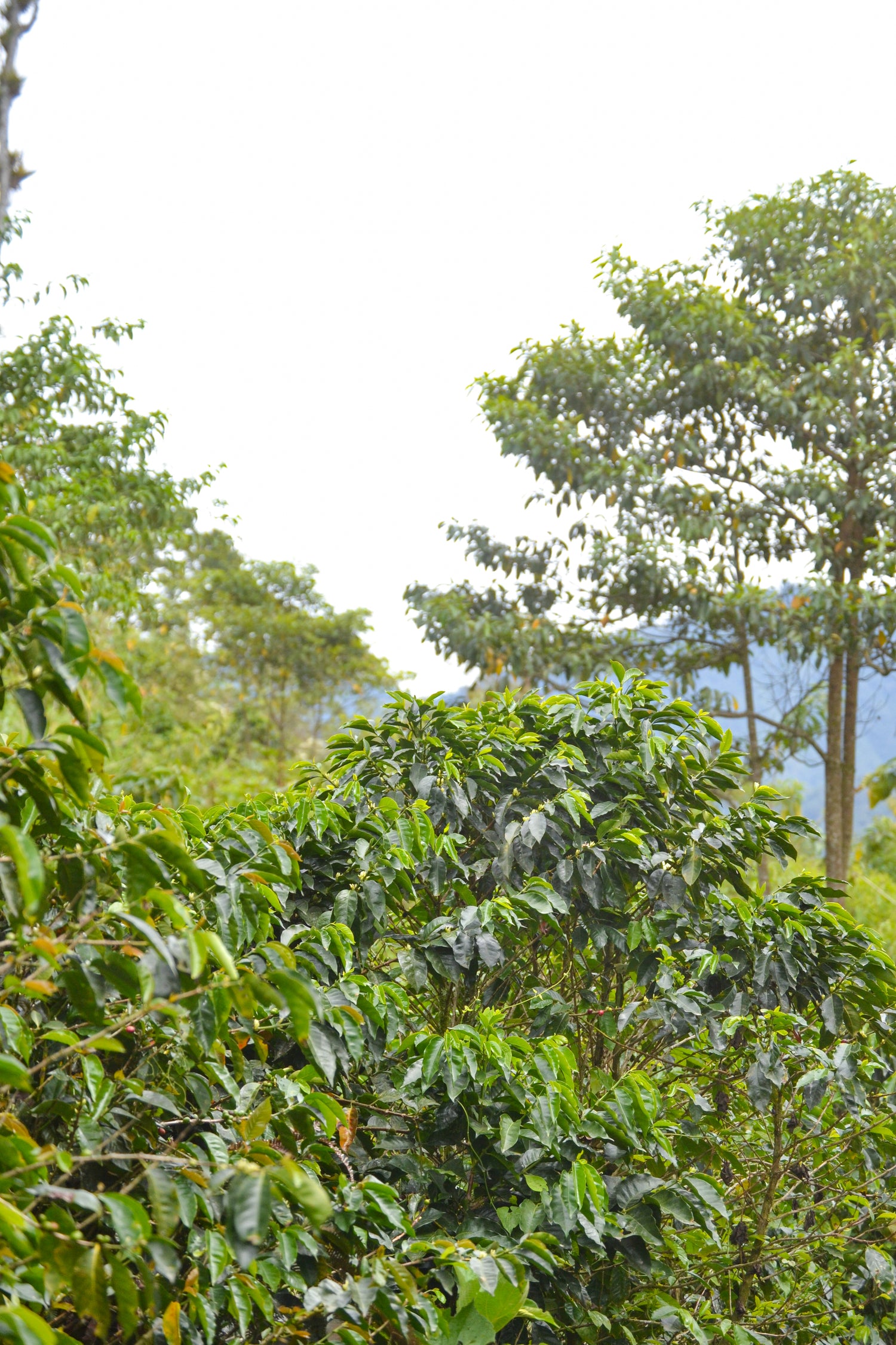 Pichincha, Ecuador | Z Beans Coffee