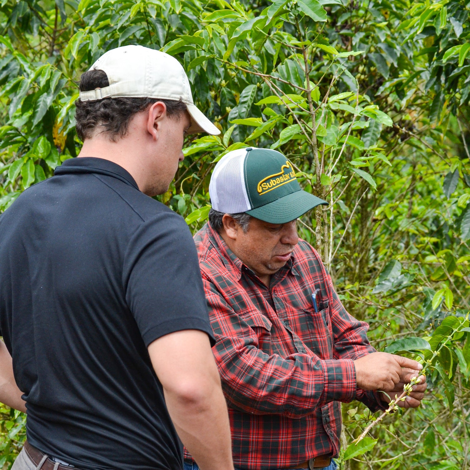 Pichincha, Ecuador | Z Beans Coffee