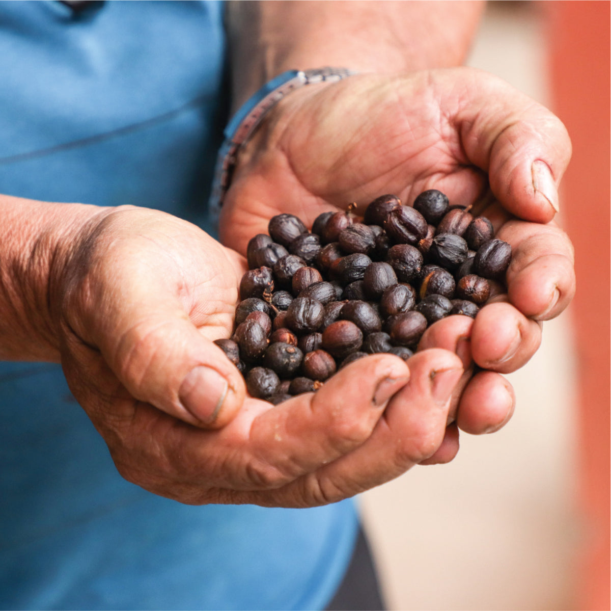 Our Process | Z Beans Coffee